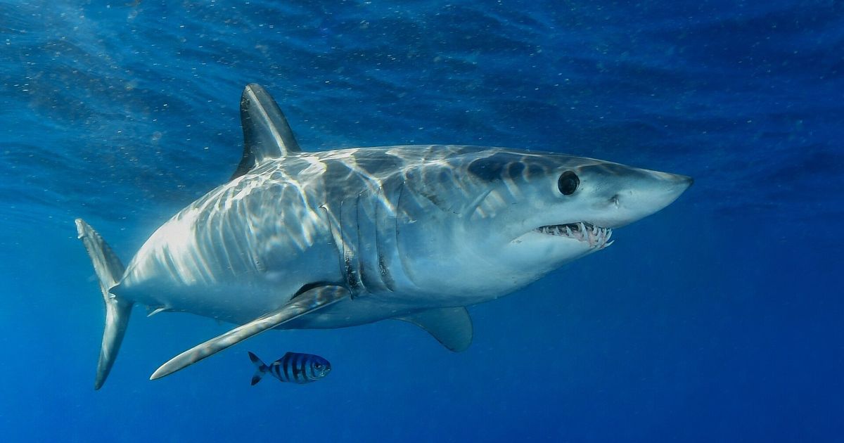 Résumé et casting Sharksploitation Film Documentaire 1h41 2023 | CANAL+