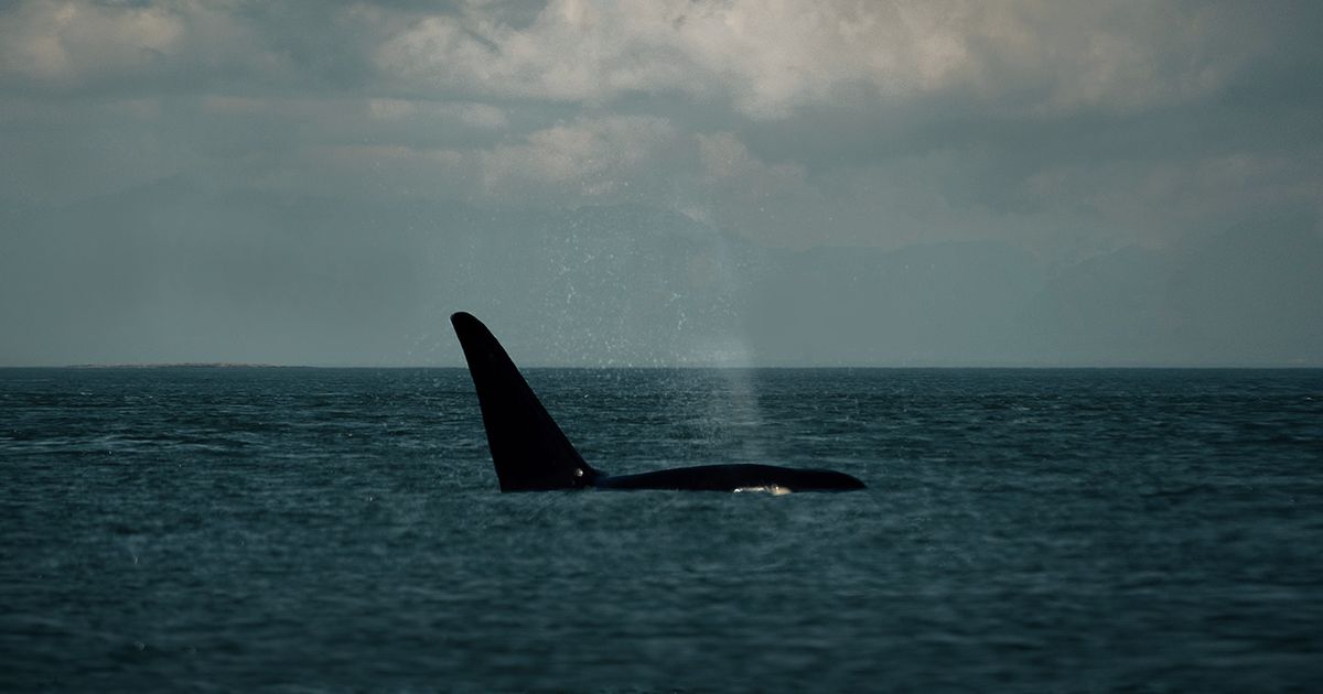 Résumé et casting Coextinction Film Documentaire 1h29 2021 | CANAL+