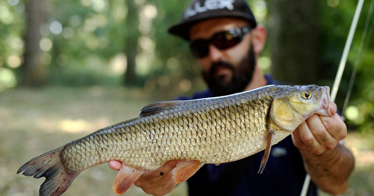 Le chevesne, nouveau roi de la pêche sportive en streaming direct et ...