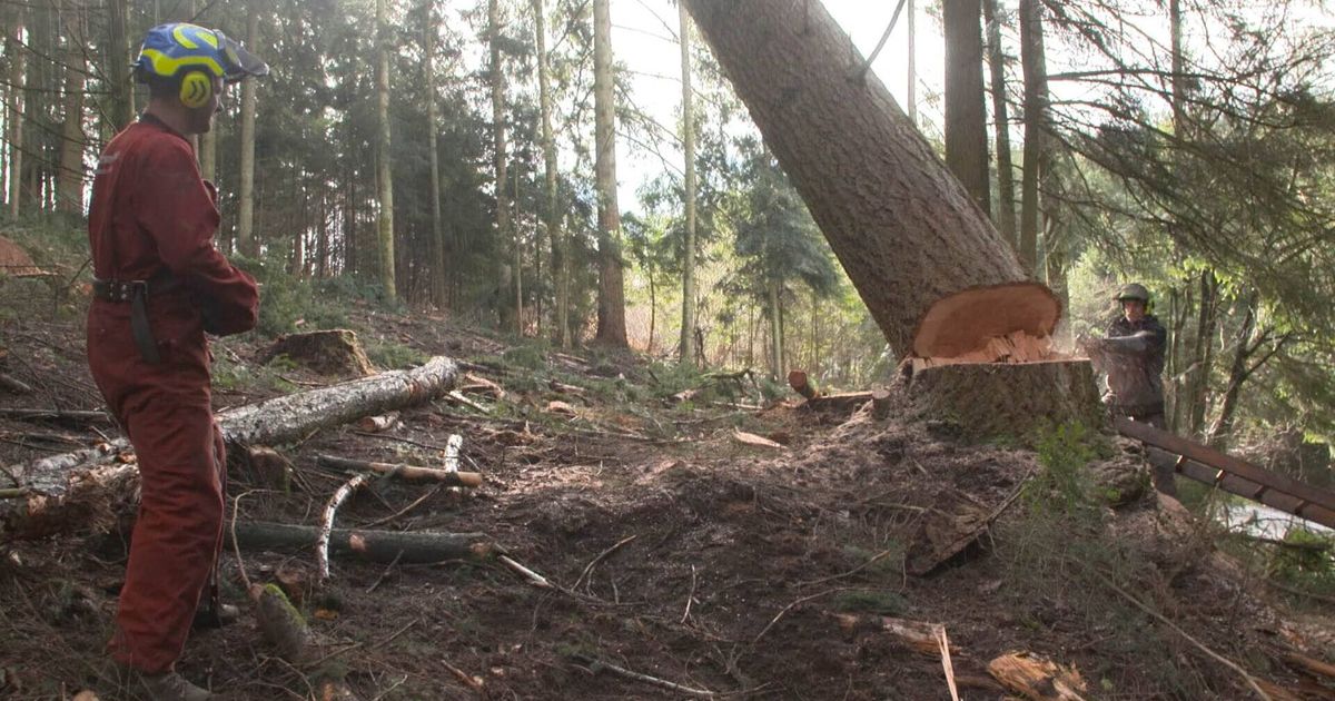 Bûcheron : un métier à hauts risques en streaming direct et replay sur ...