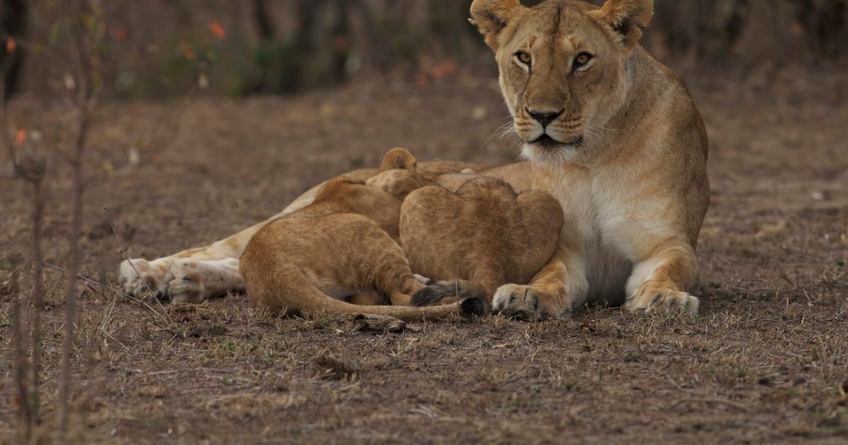 Résumé et casting La nuit rêvée des lions Doc. Animalier 45 min 2010 ...