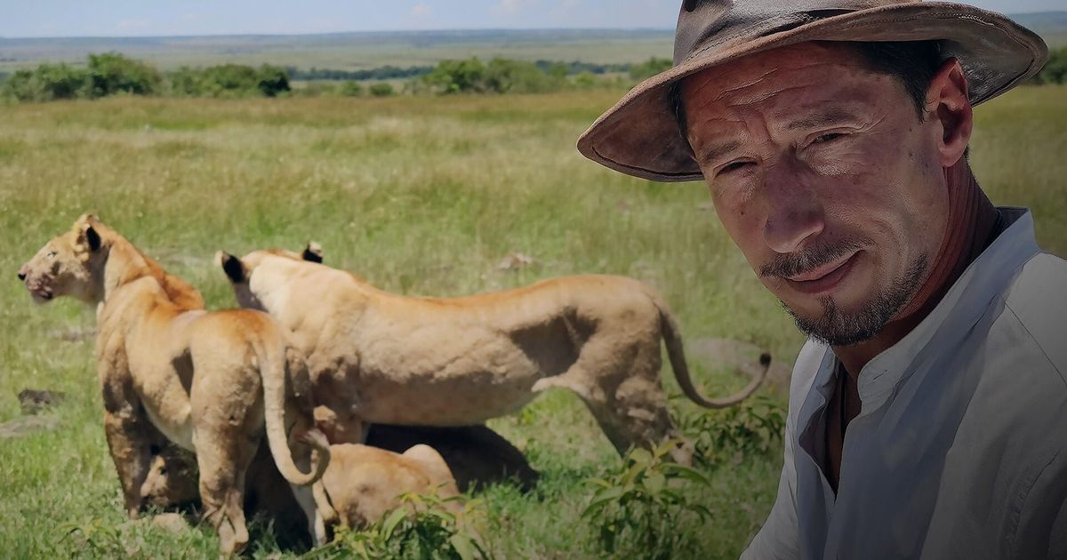 Un homme, des lions Streaming Doc. Animalier 50 min 2023 | myCANAL Gabon
