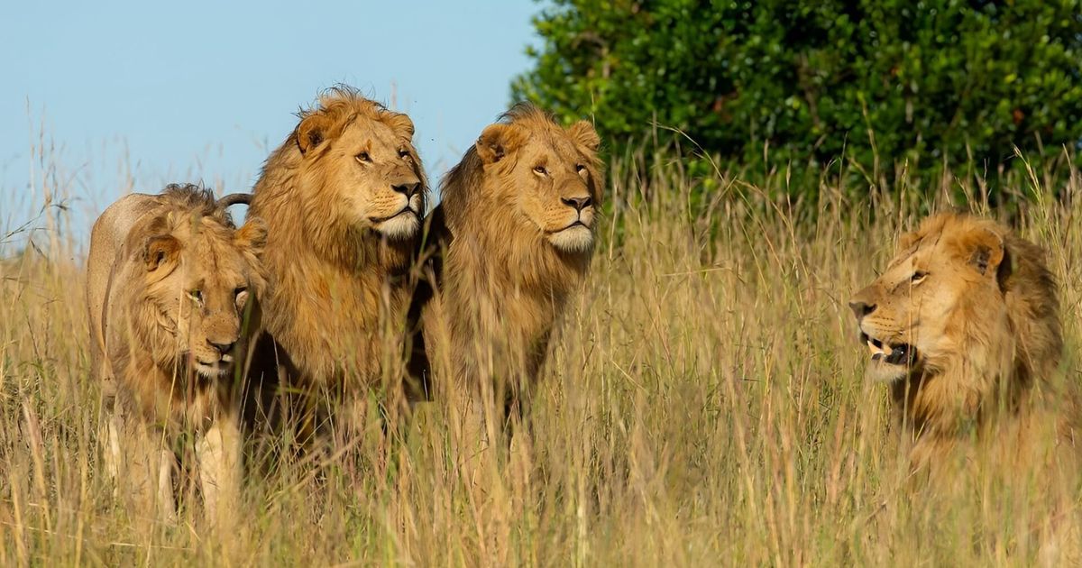 Résumé et casting Frères lions Doc. Animalier 50 min 2023 | myCANAL