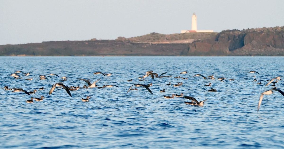 Linosa, l'île refuge des puffins en streaming direct et replay sur ...