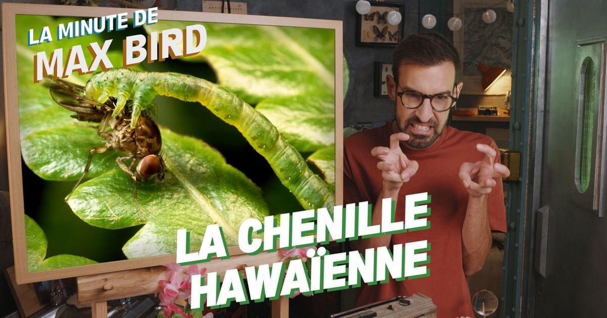La minute de Max Bird Streaming Mag. Jeunesse | CANAL+