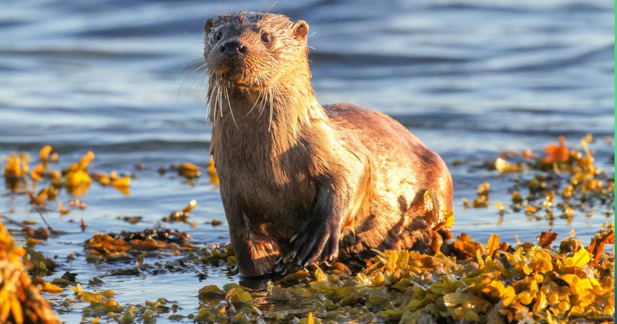 Ecosse, la quête du sauvage en streaming direct et replay sur CANAL+ ...
