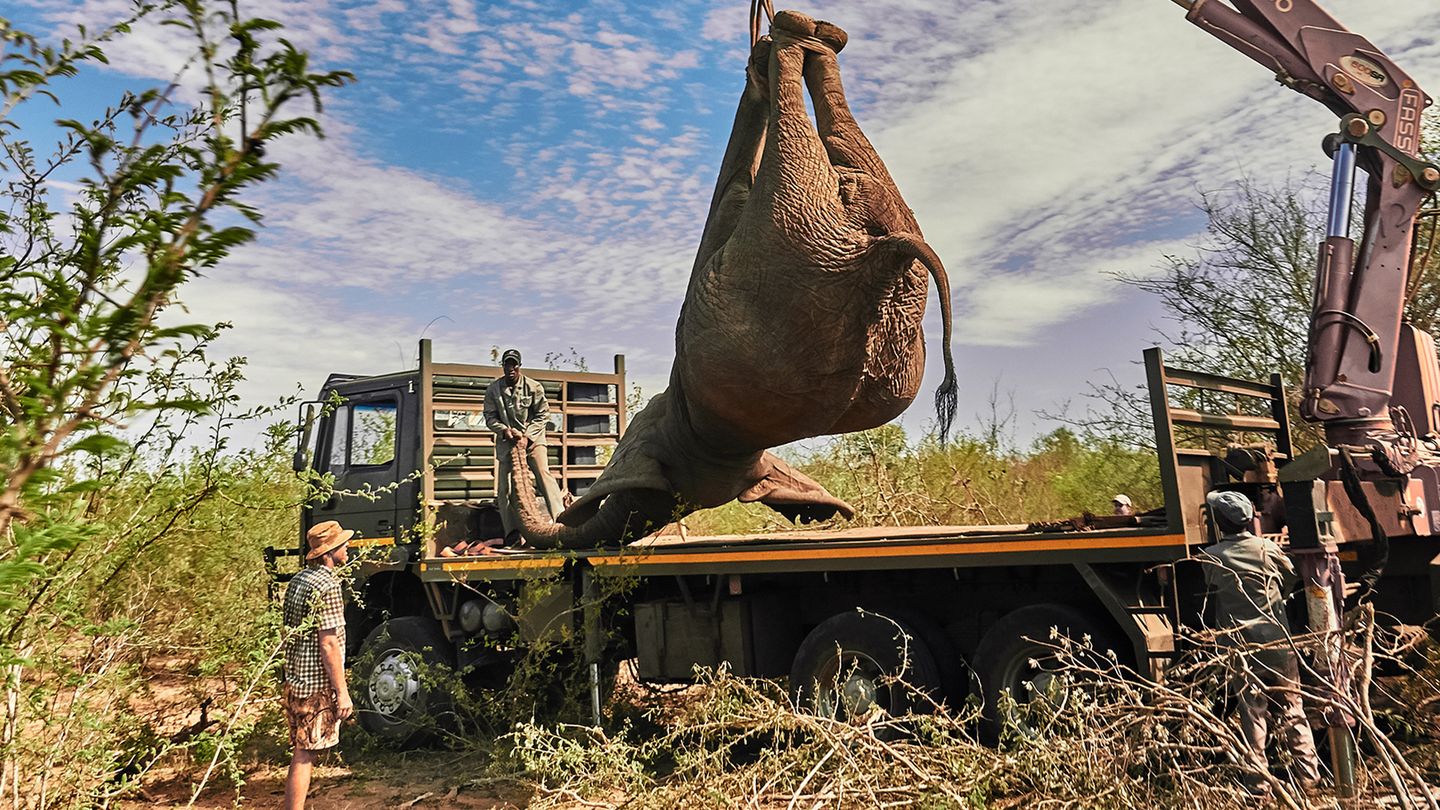 Transport d'animaux : convoi sous haute tension en streaming direct et ...