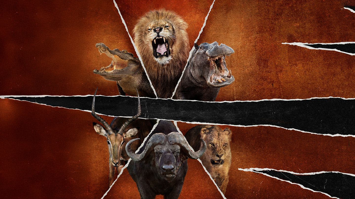 Killer Safari Streaming Doc. Animalier | myCANAL Burkina Faso