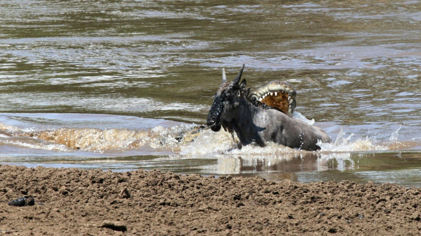 Épisodes Killer Safari - Doc. Animalier | myCANAL Guinée