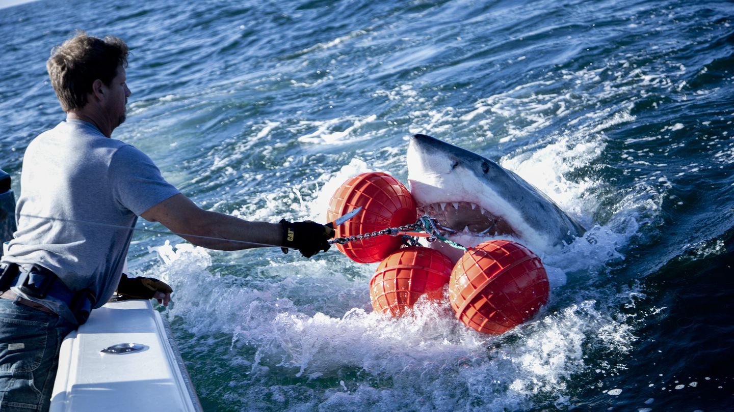 Top 10 des films de requins qui vous feront hésiter à entrer dans l’eau ...